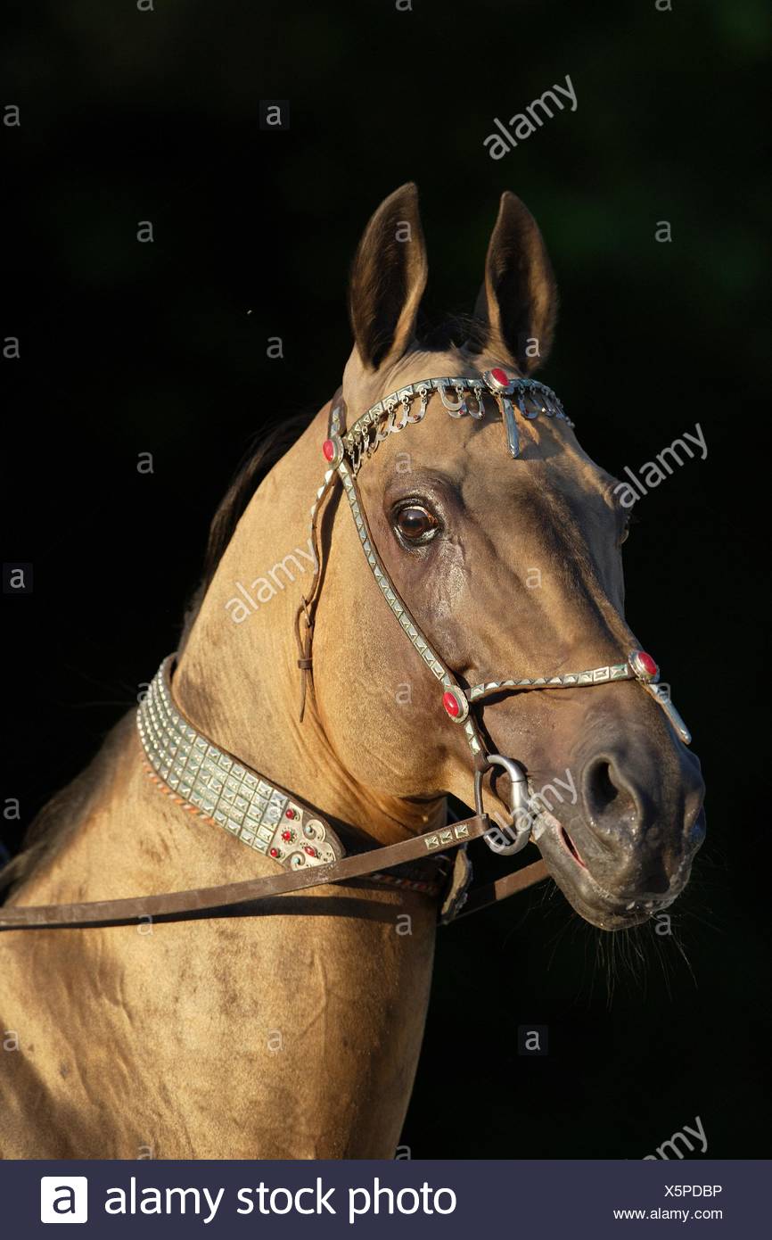 Akhal Teke Stallion High Resolution Stock Photography and Images - Alamy