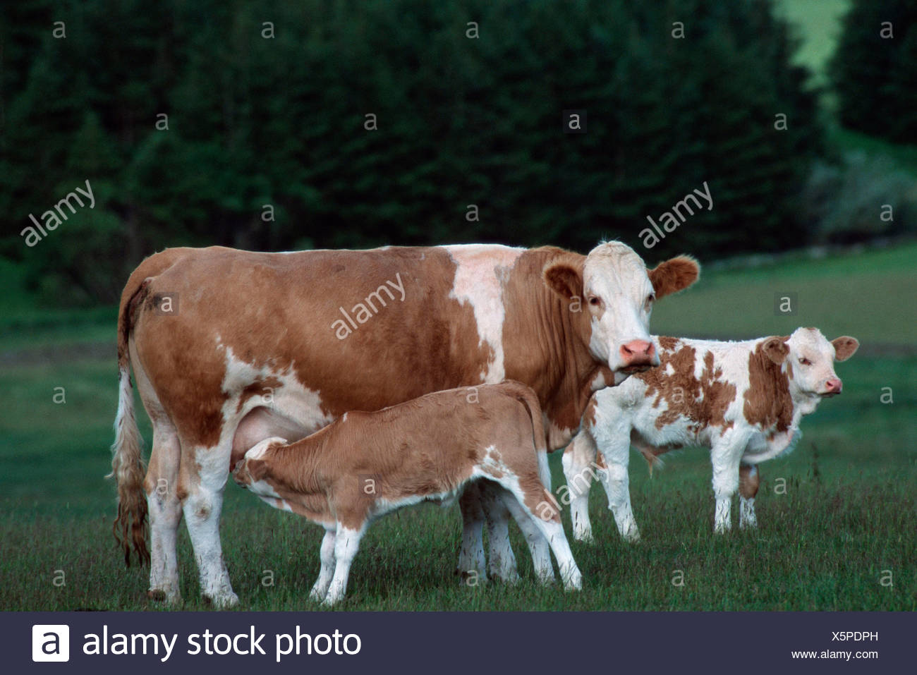 Simmental Cattle Stock Photos & Simmental Cattle Stock Images - Alamy