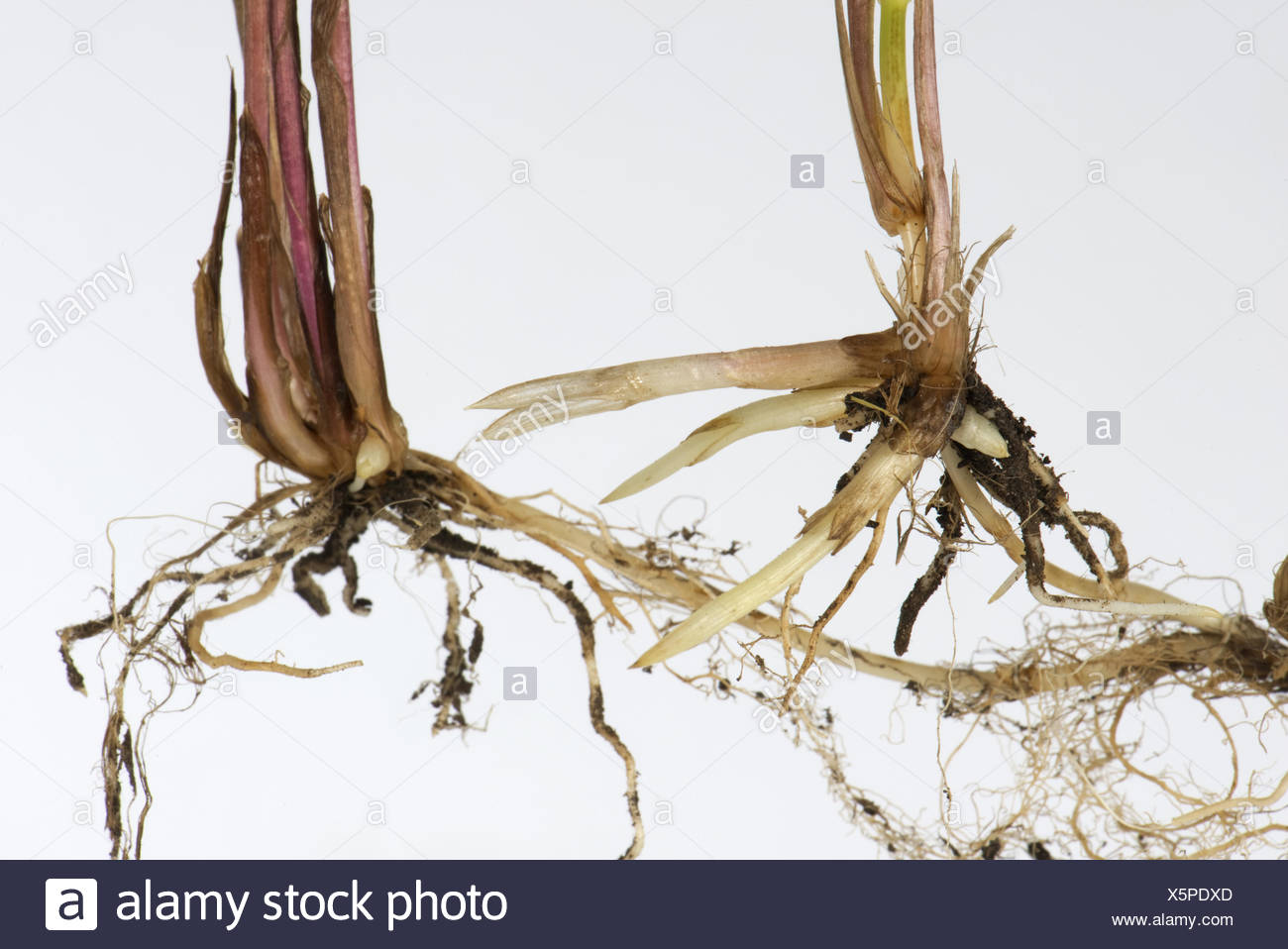 Quackgrass High Resolution Stock Photography and Images - Alamy