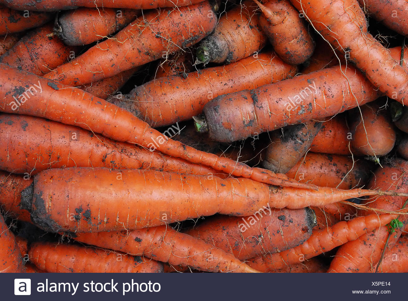 Dirty Carrots Stock Photos & Dirty Carrots Stock Images - Alamy