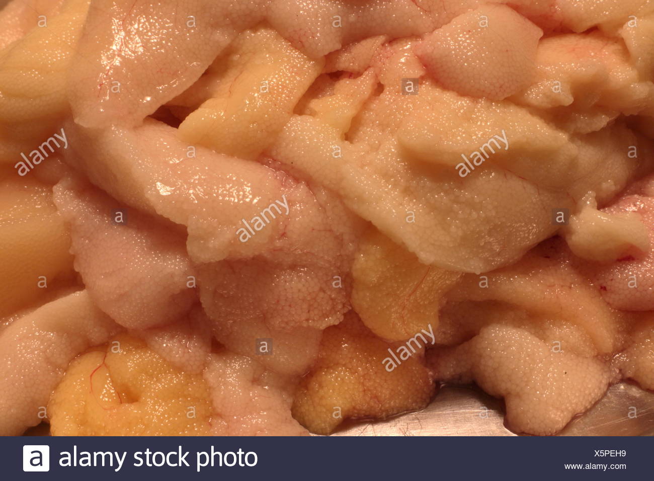 Fish Eggs Stock Photos & Fish Eggs Stock Images - Alamy