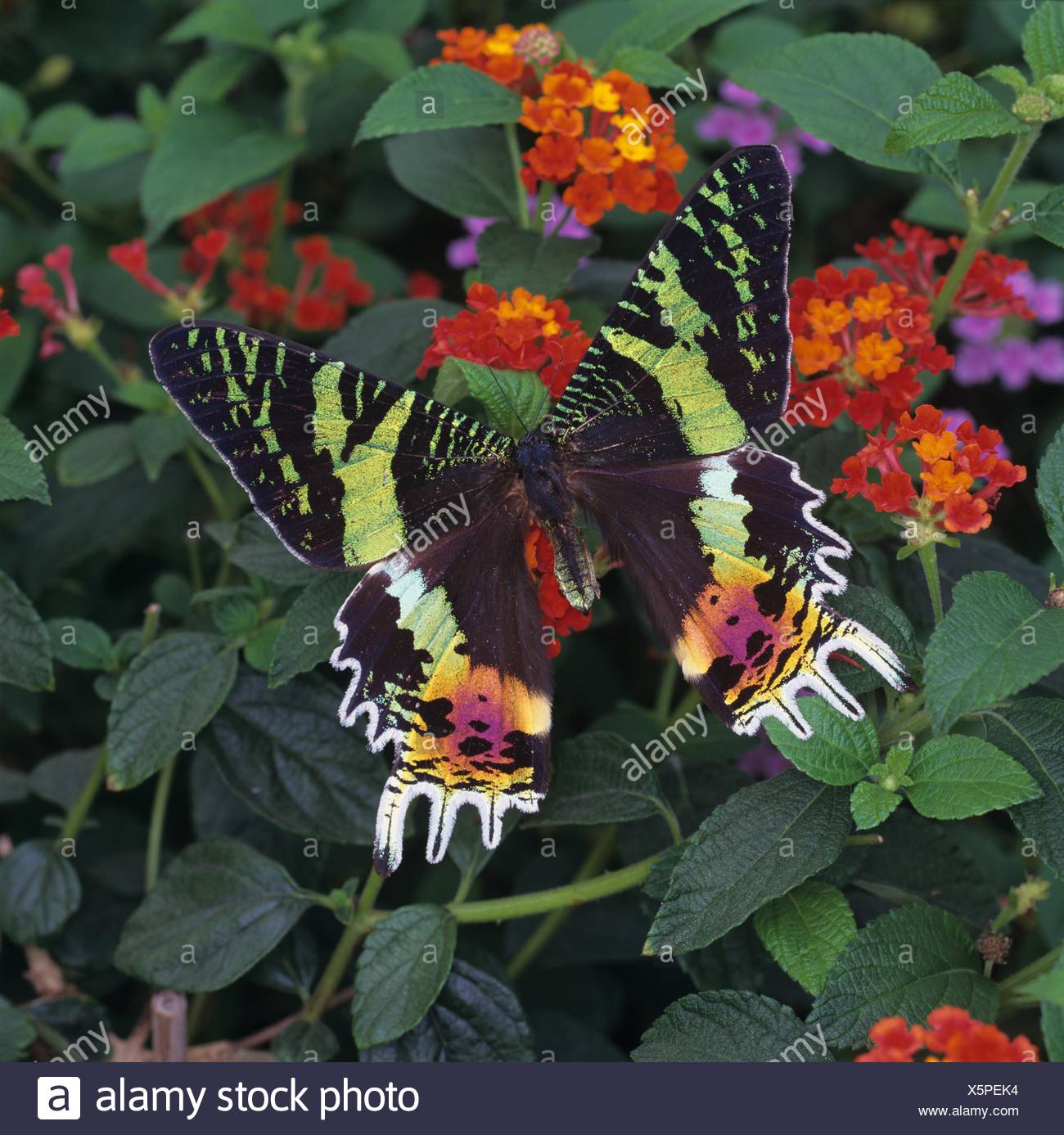 Urania Ripheus Stock Photos & Urania Ripheus Stock Images - Alamy