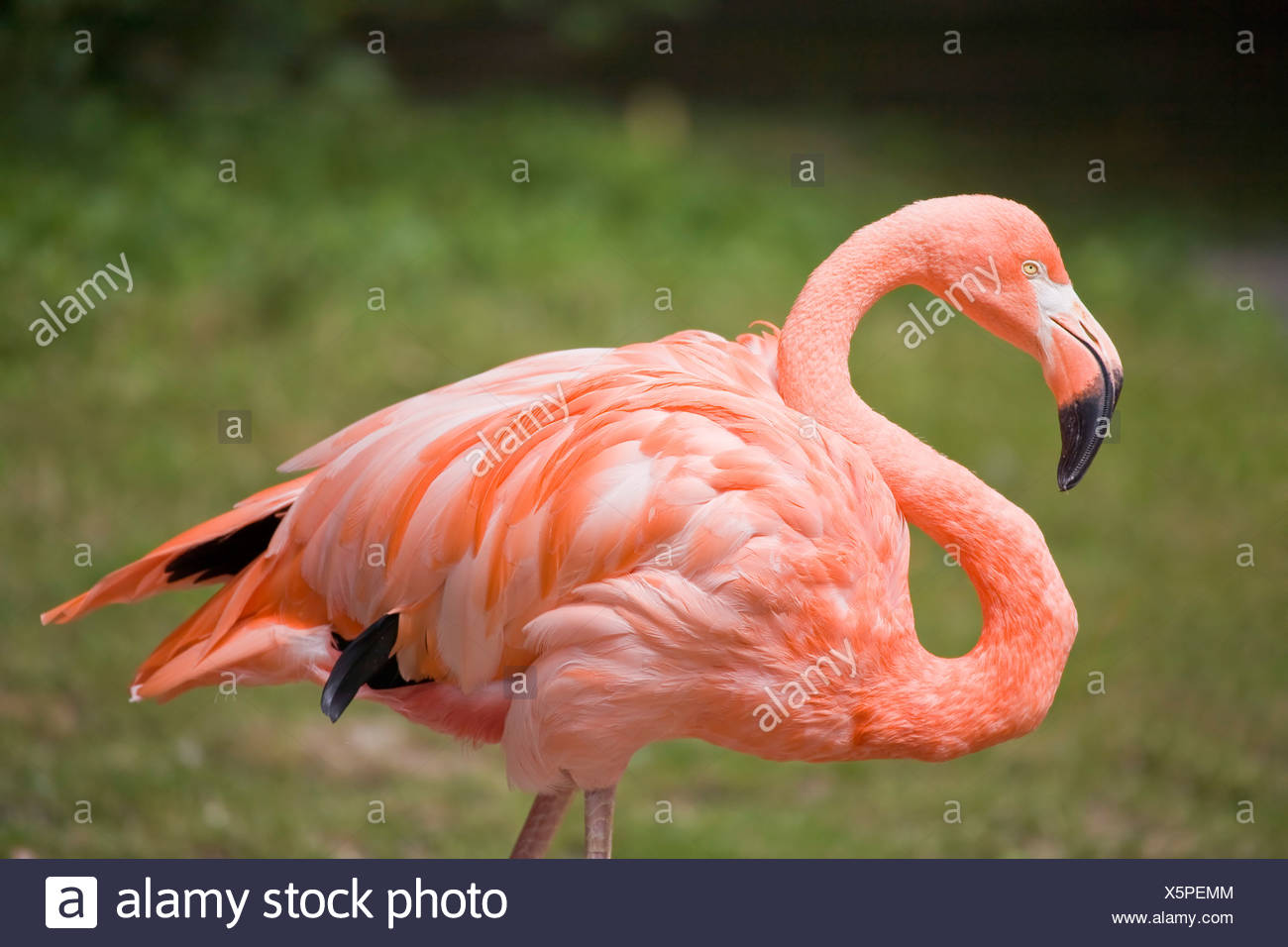 Cuba Flamingo High Resolution Stock Photography and Images - Alamy