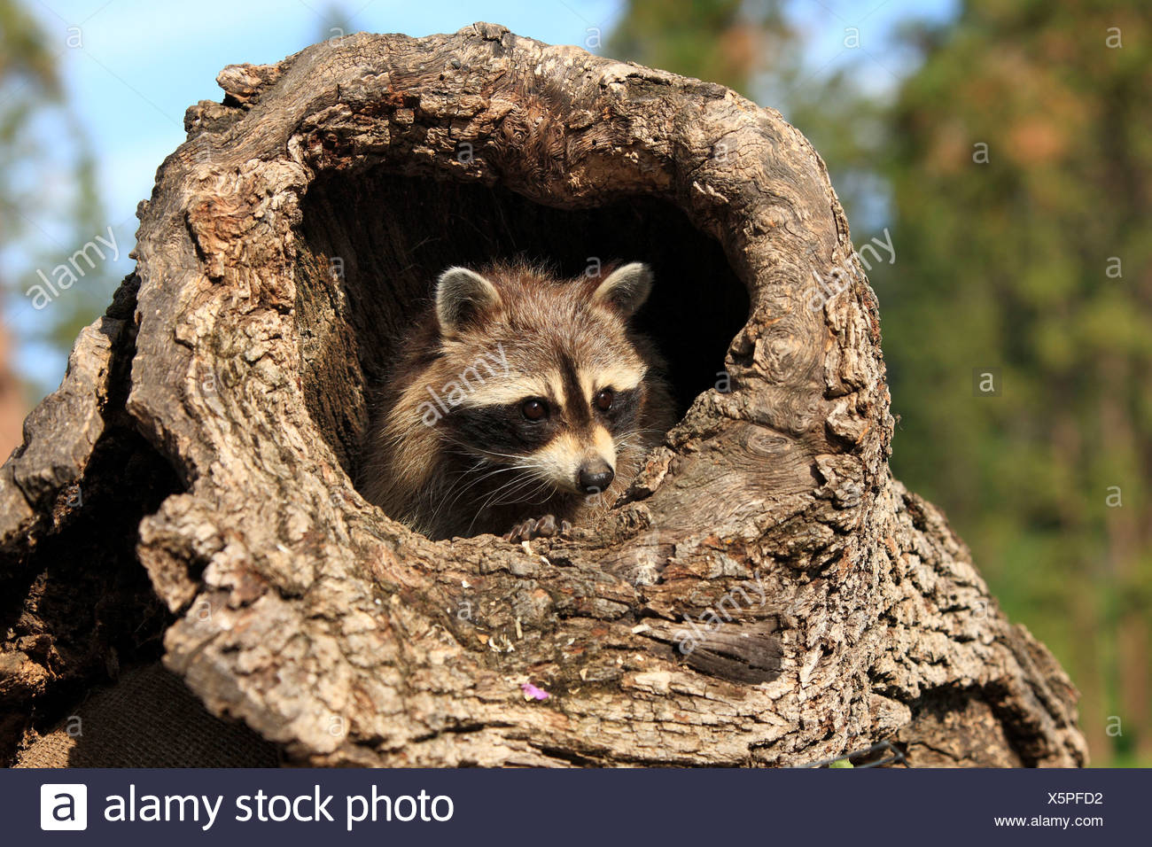 Raccoon Den High Resolution Stock Photography and Images - Alamy