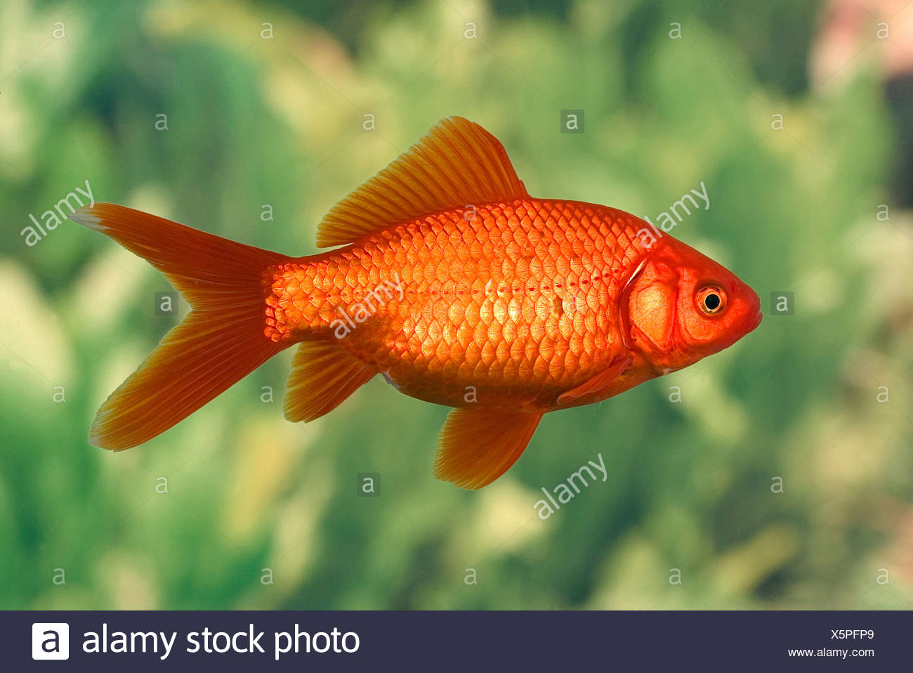 Goldfish High Resolution Stock Photography and Images - Alamy
