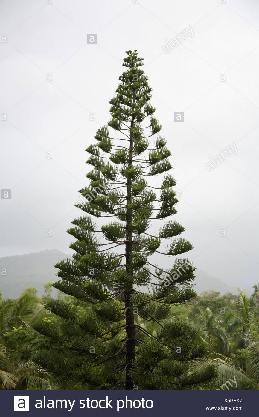 Triangular Shaped Tree Stock Photos & Triangular Shaped Tree Stock ...