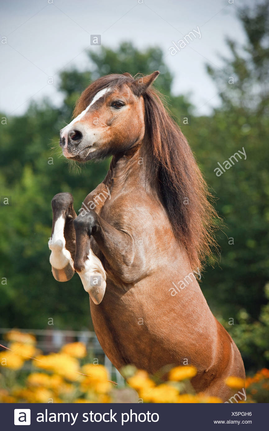 Shetland Pony Horse Rearing Stock Photos & Shetland Pony Horse Rearing ...