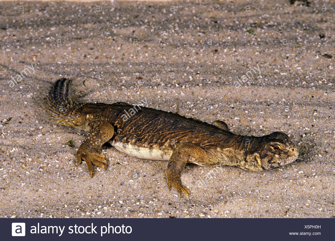 Uromastyx Aegyptius High Resolution Stock Photography and Images - Alamy