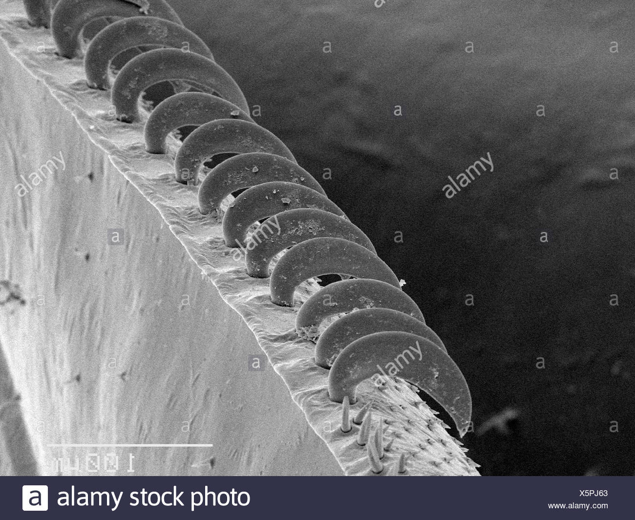 Honey Bee Black and White Stock Photos & Images - Alamy