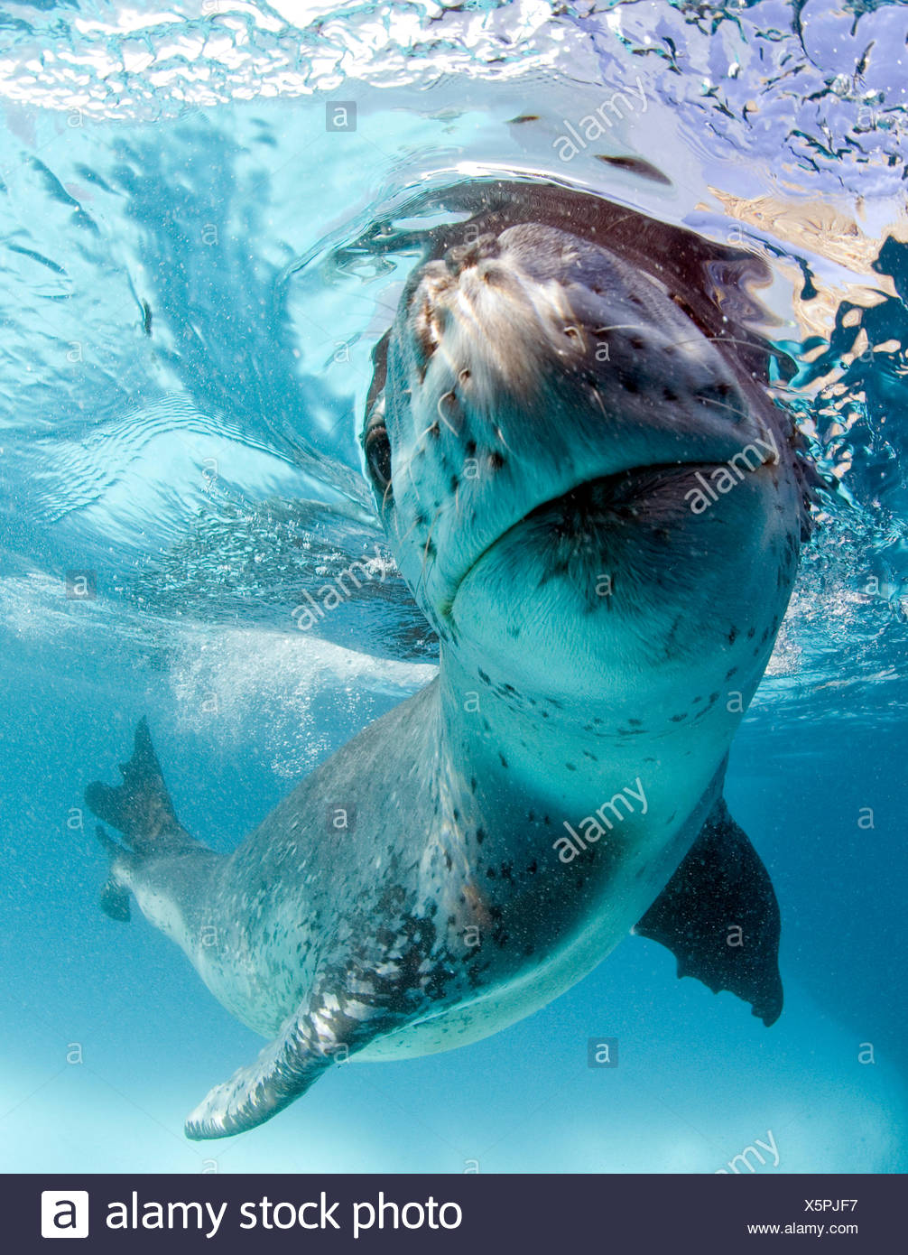 Underwater Close Up High Resolution Stock Photography and Images - Alamy