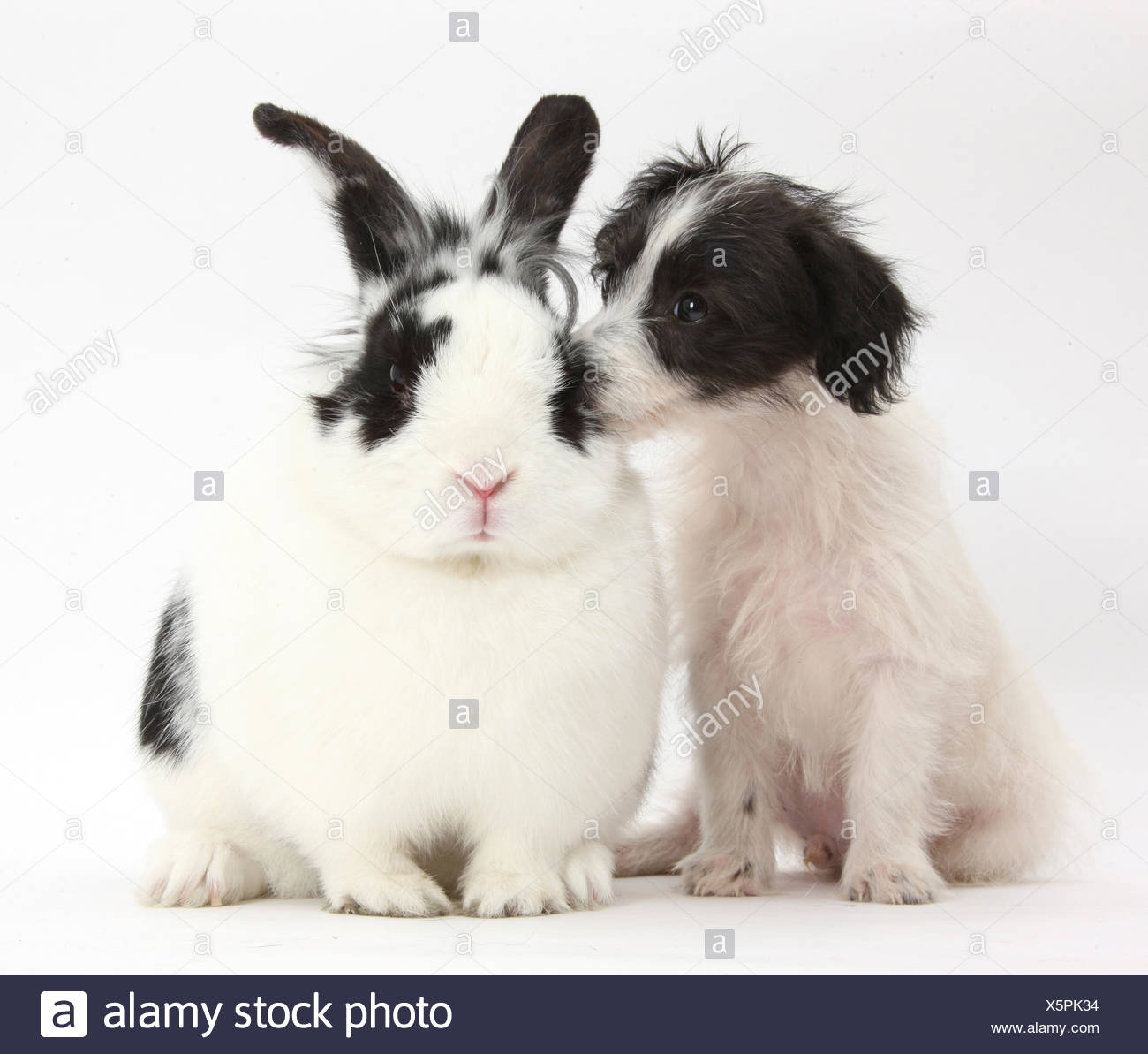 Rabbit With Dog High Resolution Stock Photography and Images - Alamy
