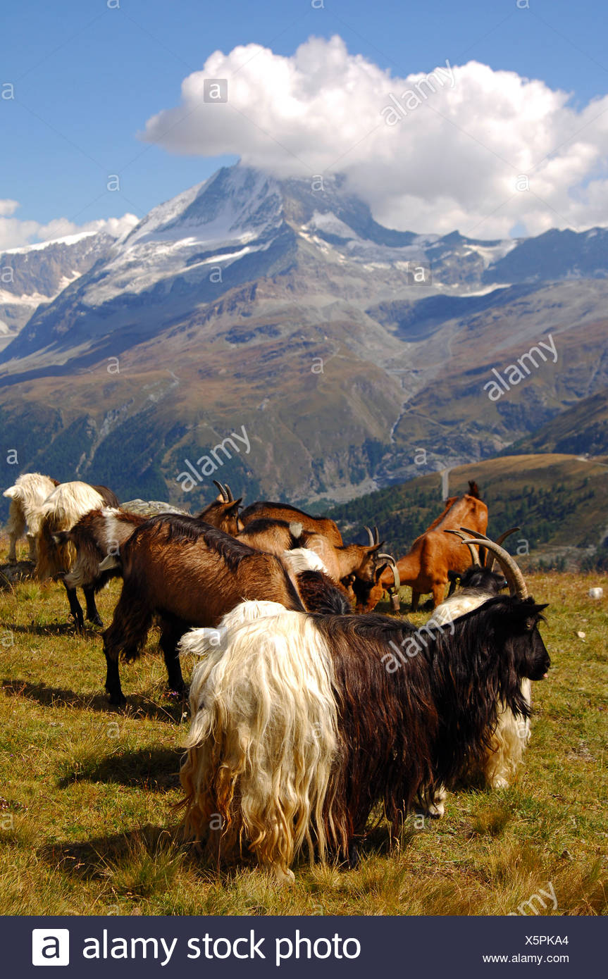 Zermatt Goat High Resolution Stock Photography and Images - Alamy
