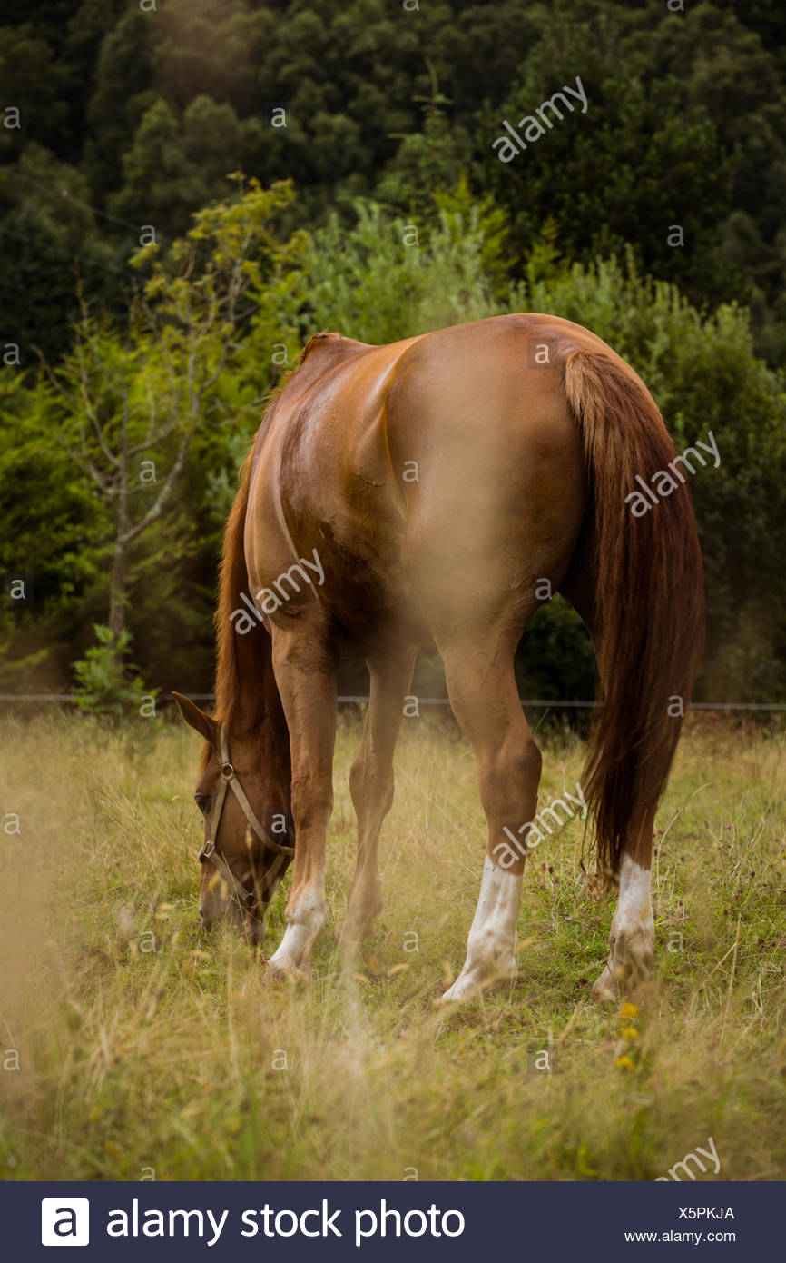 Horse Rear View High Resolution Stock Photography and Images - Alamy