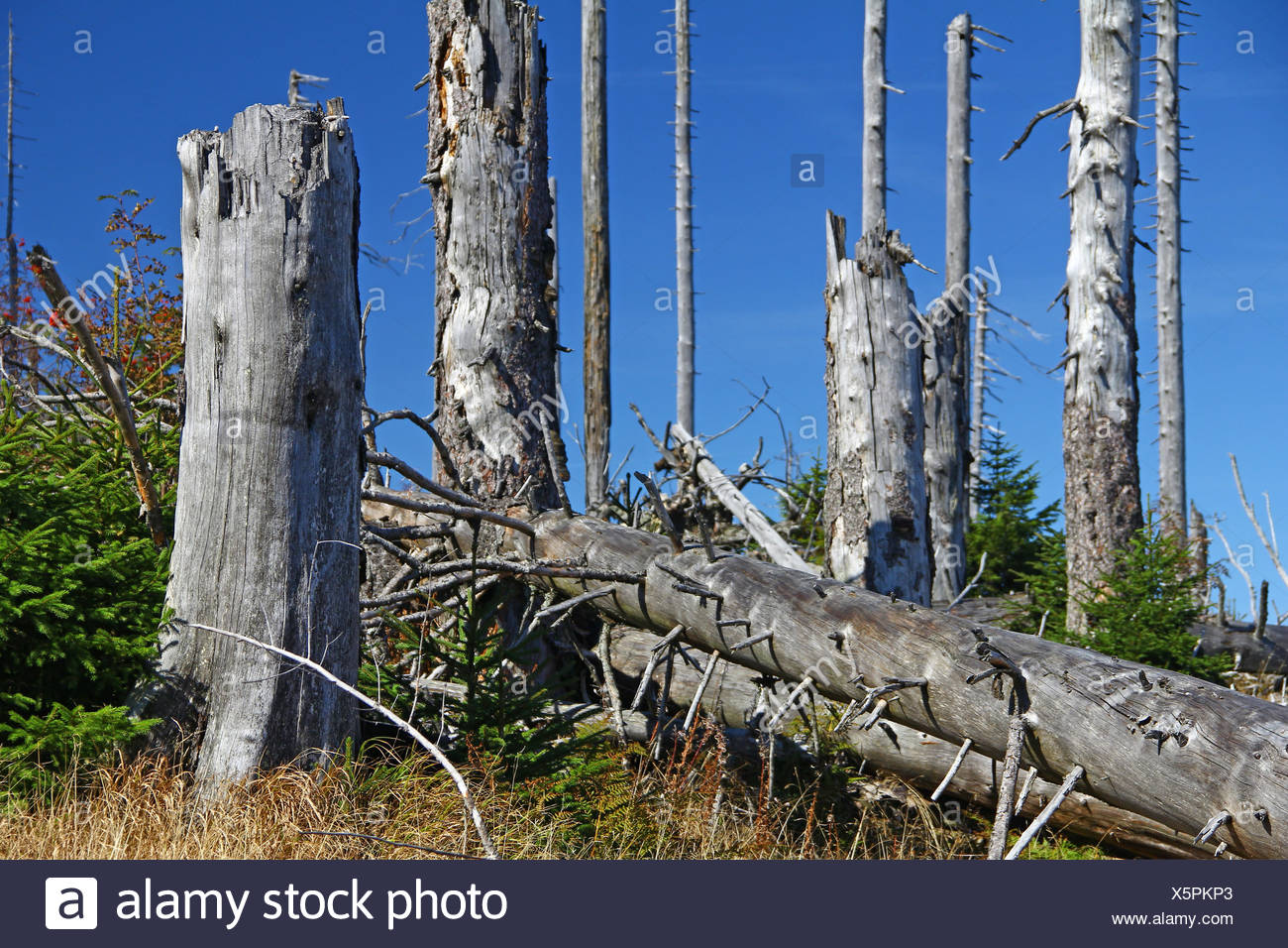 Dying Of Forests High Resolution Stock Photography and Images - Alamy