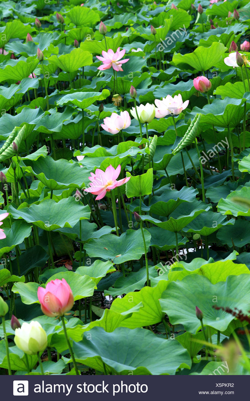 Lotus Flower High Resolution Stock Photography and Images - Alamy