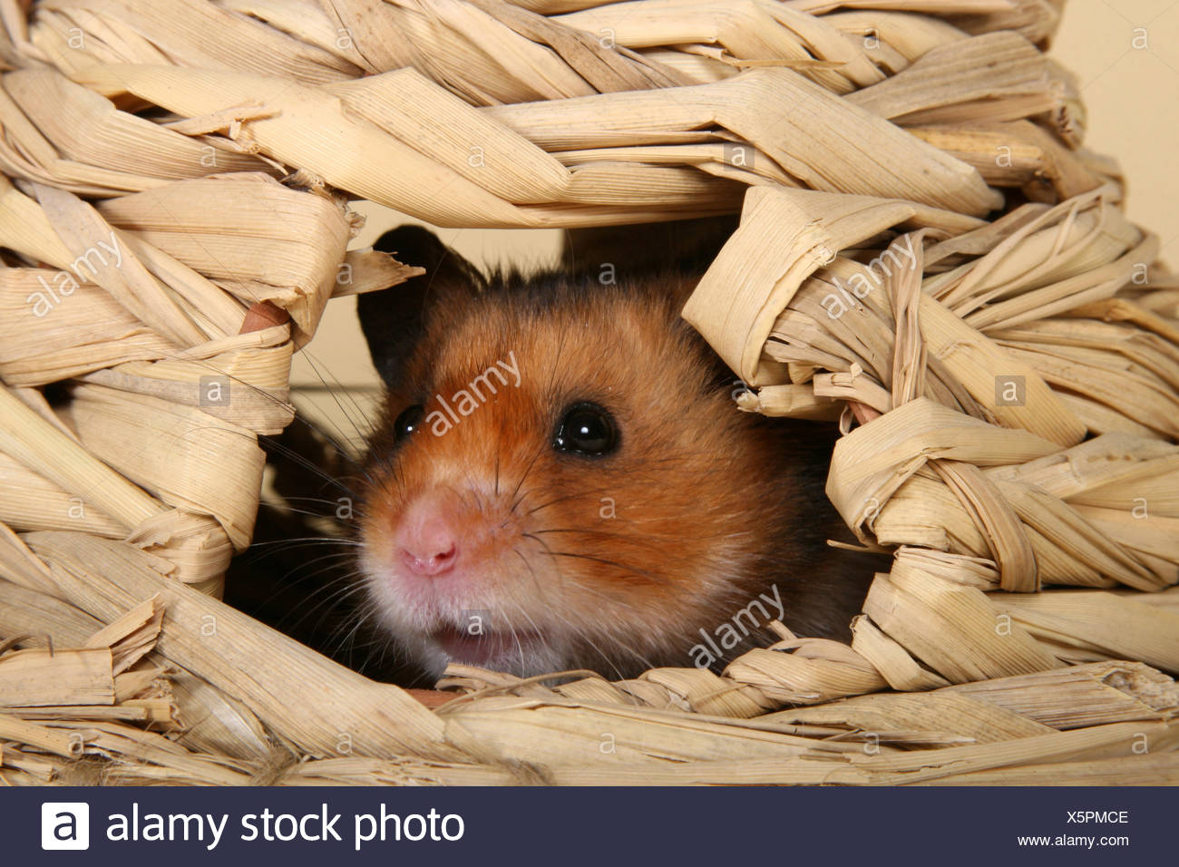 Hamsters Nest High Resolution Stock Photography and Images - Alamy