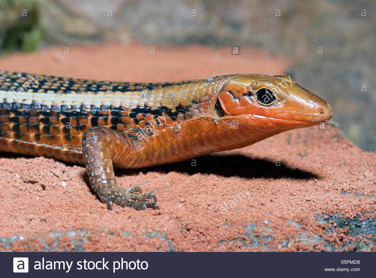 Girdled Lizards High Resolution Stock Photography and Images - Alamy