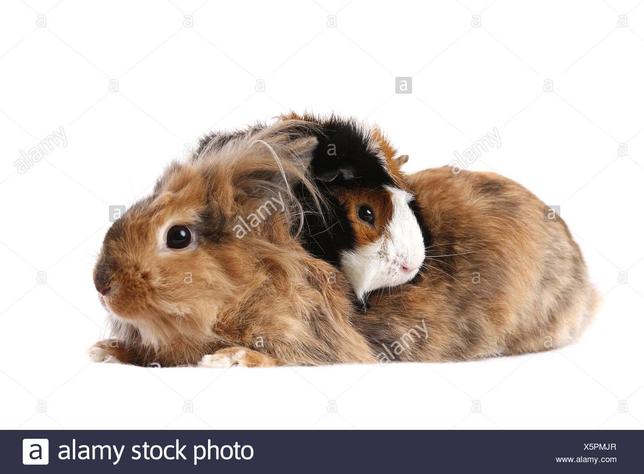 Two Dwarf Rabbits Guinea Pig High Resolution Stock Photography and ...