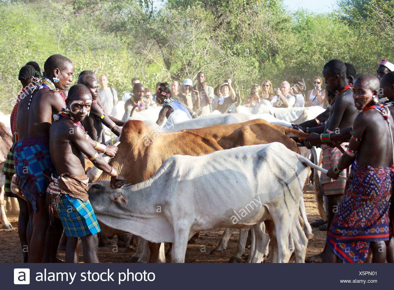 Hamar Tribe Cow High Resolution Stock Photography and Images - Alamy