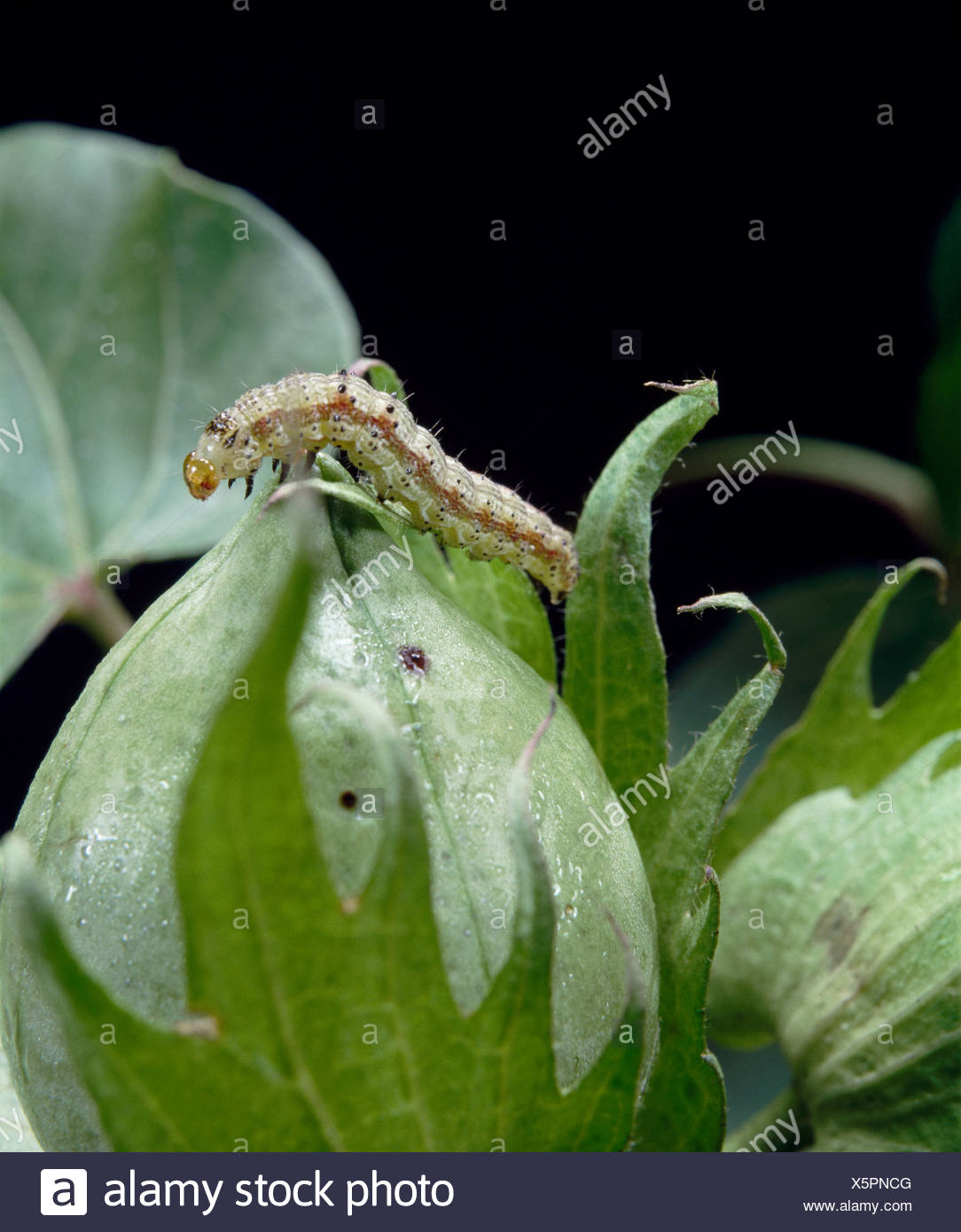 Heliothis Caterpillar Stock Photos & Heliothis Caterpillar Stock Images ...