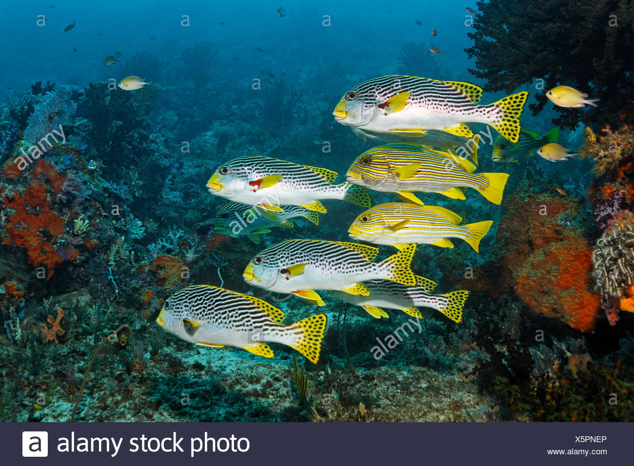 Mixed Animals High Resolution Stock Photography and Images - Alamy