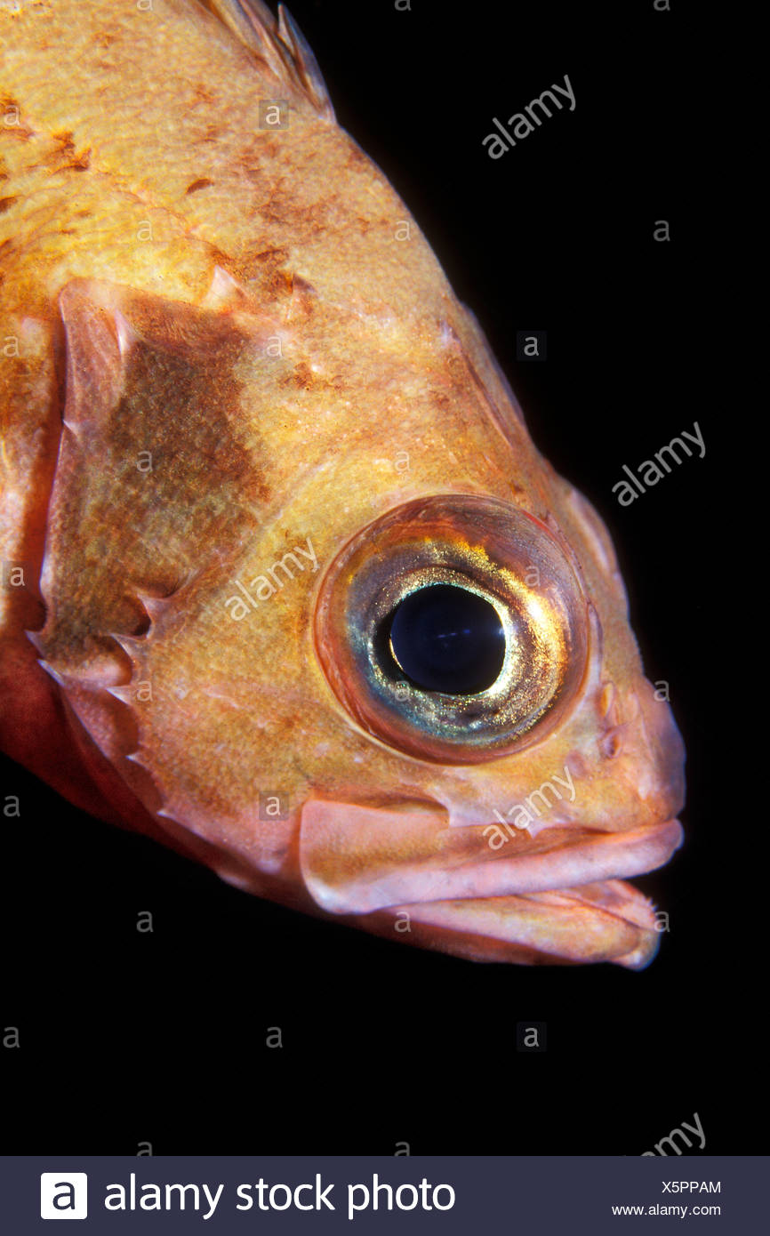 Atlantic Redfish High Resolution Stock Photography and Images - Alamy