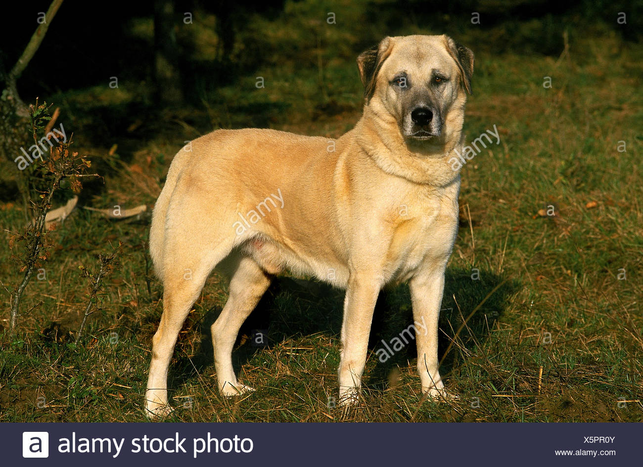 Anatolian Shepherd Dog High Resolution Stock Photography and Images - Alamy