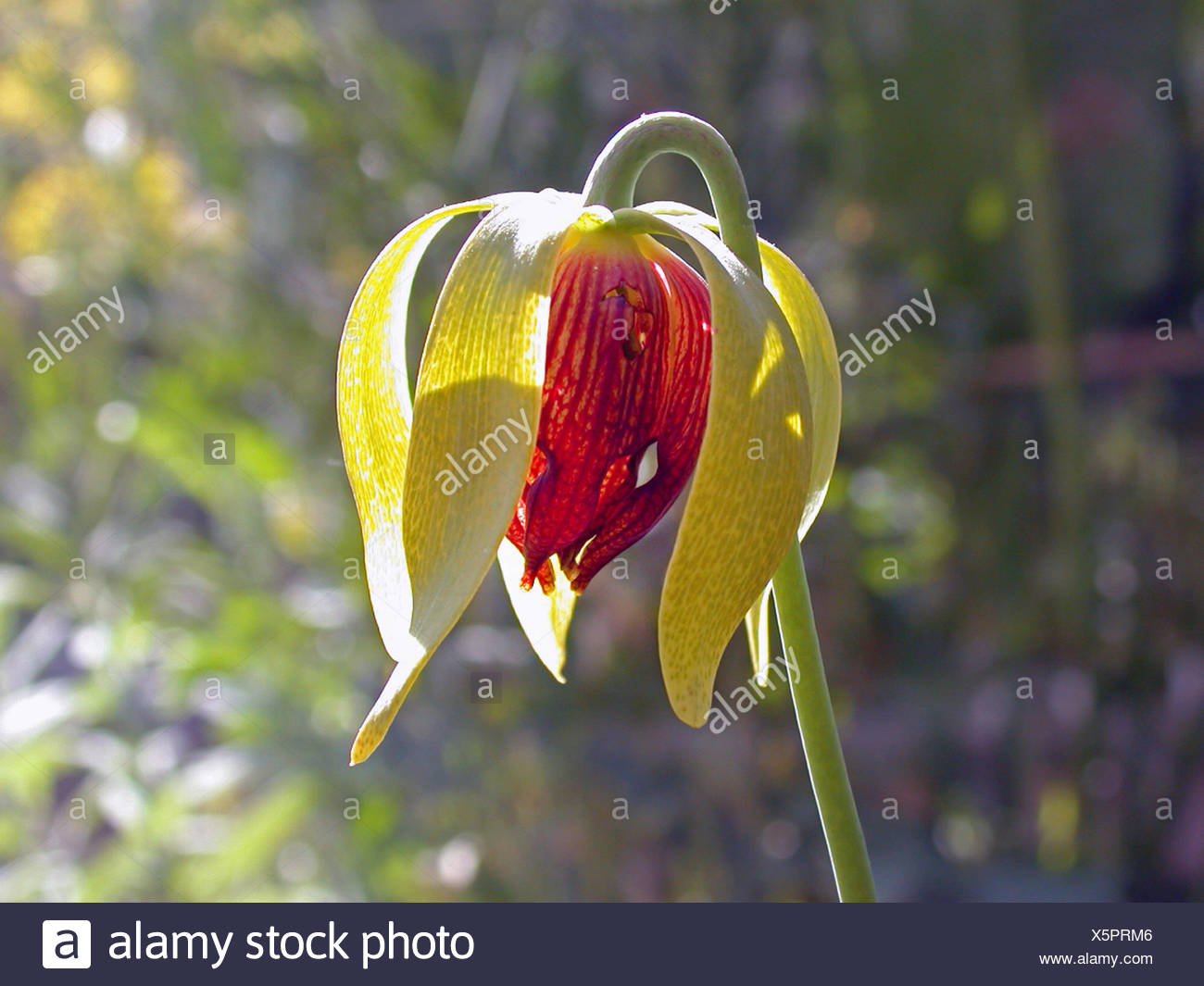 Cobra Plant Stock Photos & Cobra Plant Stock Images - Alamy