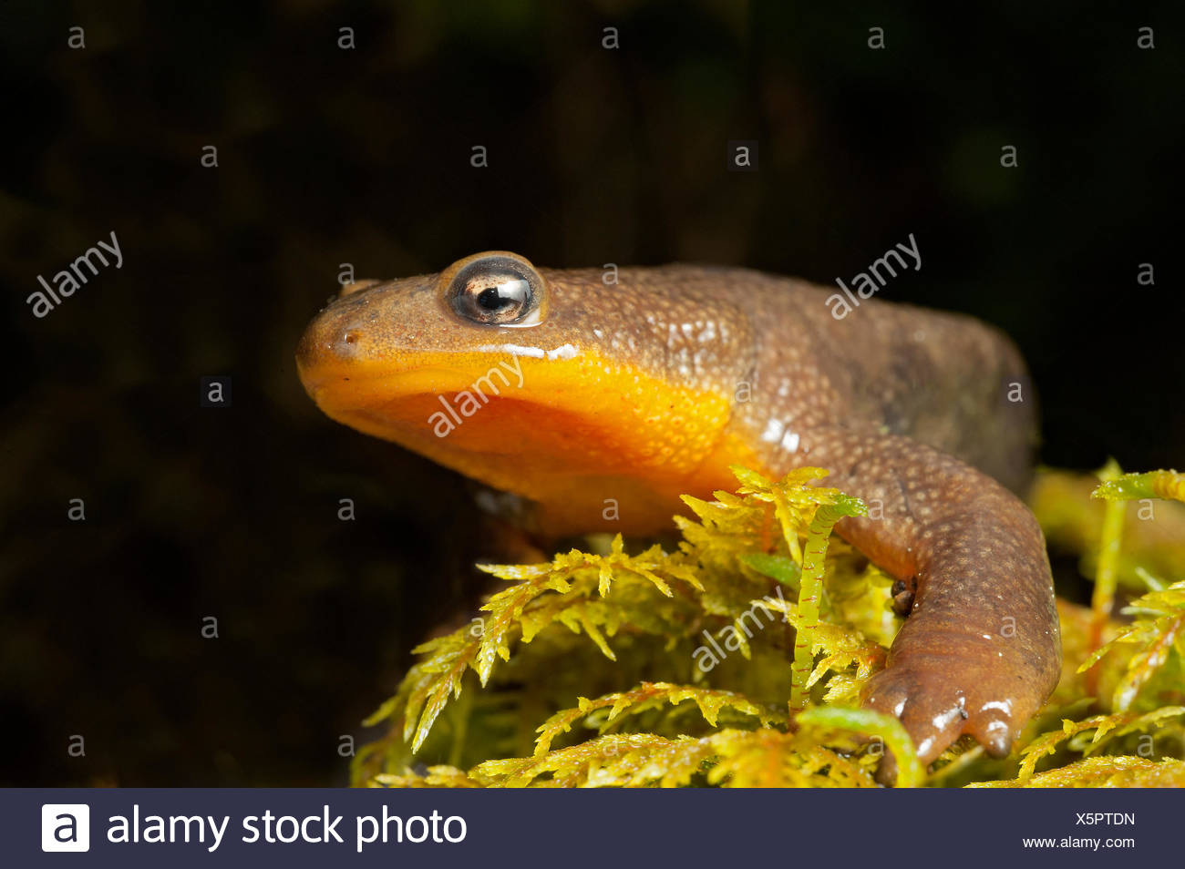 British Newts High Resolution Stock Photography and Images - Alamy