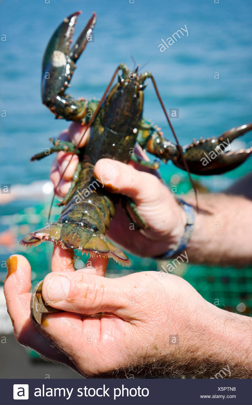 Lobster Eggs High Resolution Stock Photography and Images - Alamy