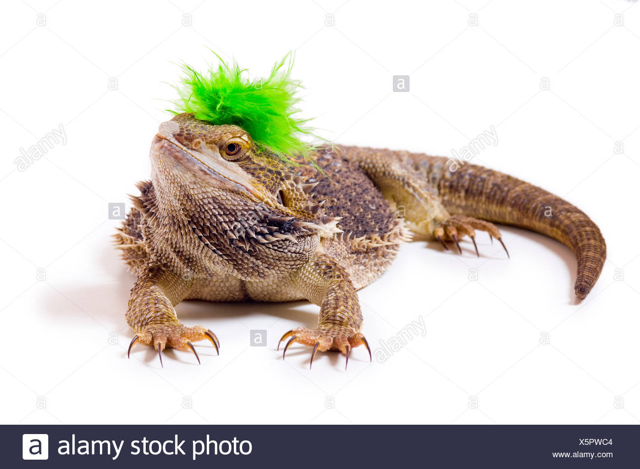 Mohawk Cut Stock Photos & Mohawk Cut Stock Images - Alamy