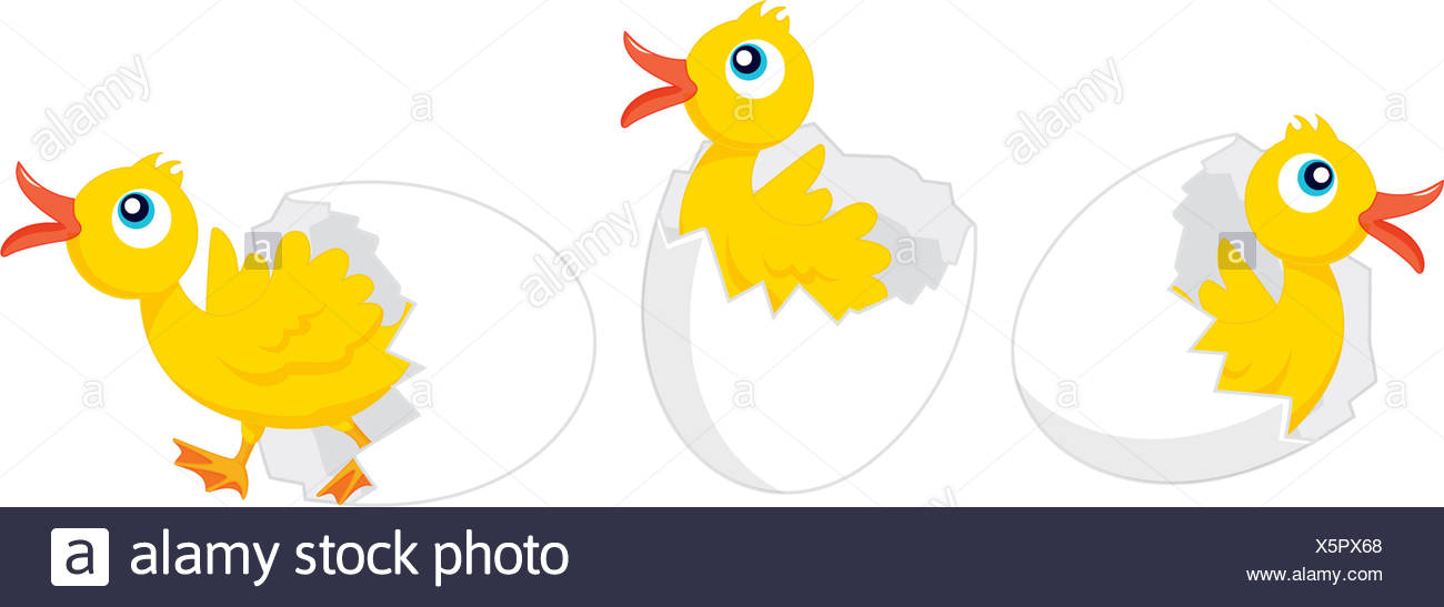 Duck Egg Hatching High Resolution Stock Photography and Images - Alamy