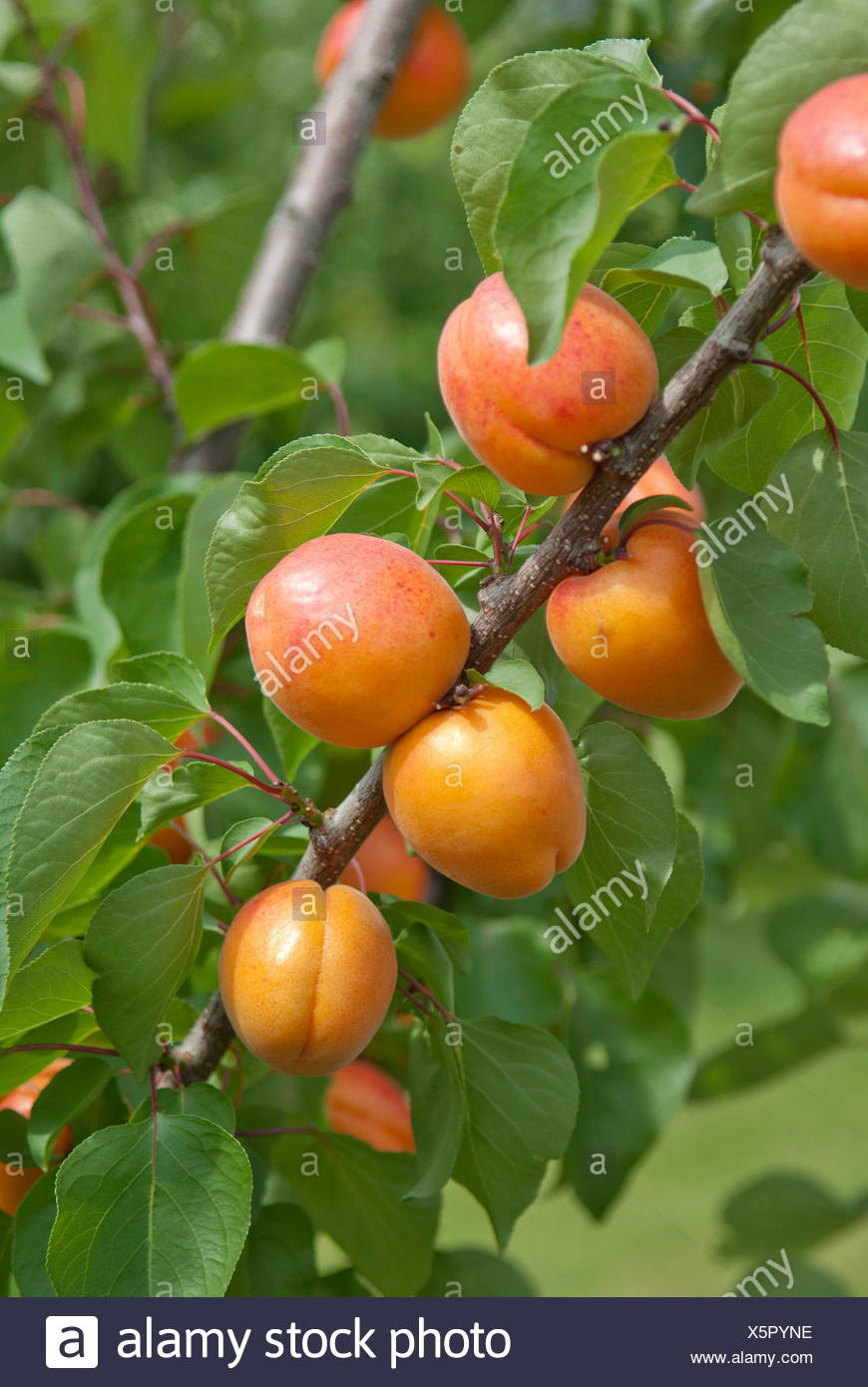 Apricot Tree Stock Photos & Apricot Tree Stock Images - Alamy