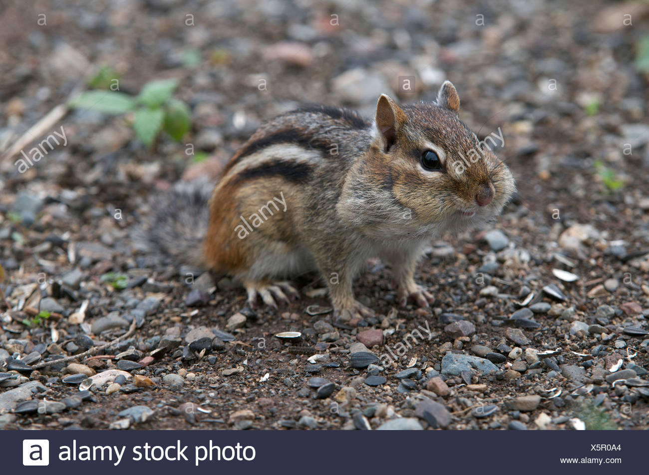 Chipmunk Full Cheeks Stock Photos & Chipmunk Full Cheeks Stock Images ...