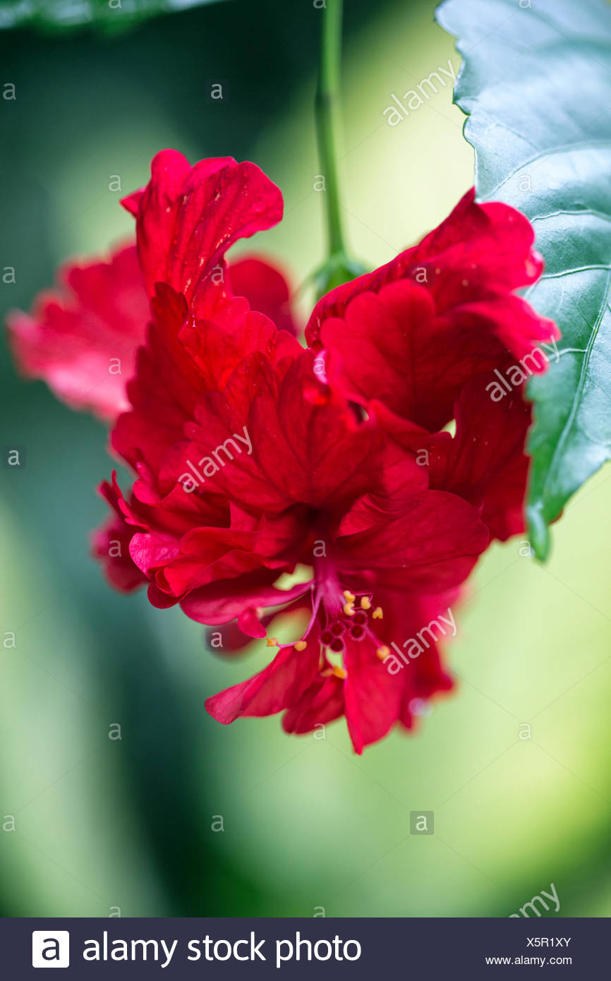 Red Flower In Amazon Rainforest Stock Photos & Red Flower In Amazon ...