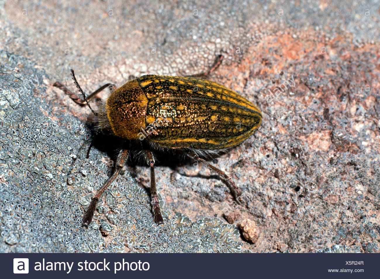Julodis Pubescens High Resolution Stock Photography and Images - Alamy