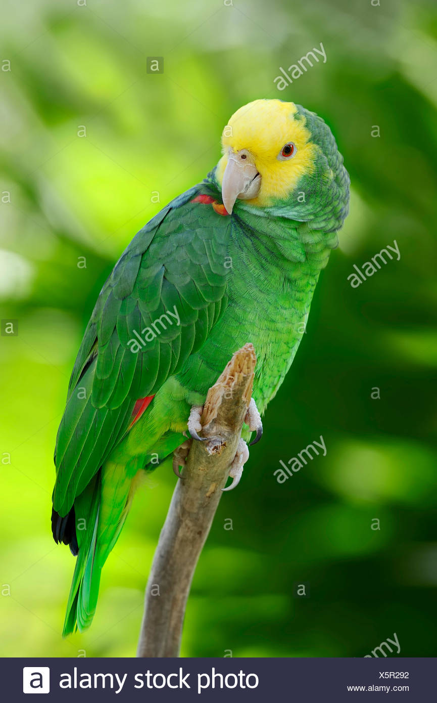 Yellow Headed Amazon Amazona Oratrix High Resolution Stock Photography ...