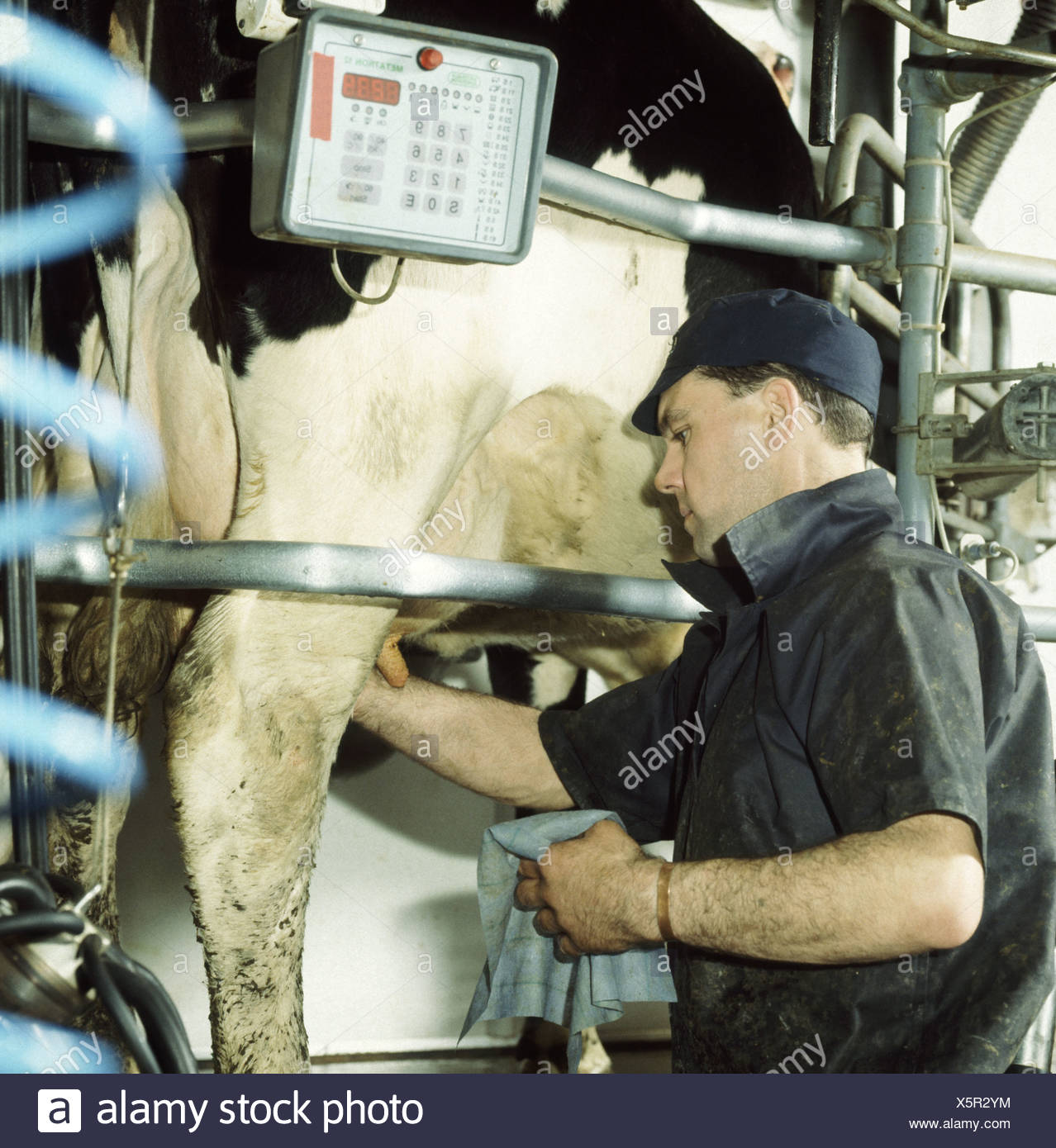 Farmer Washing His Cow High Resolution Stock Photography and Images - Alamy