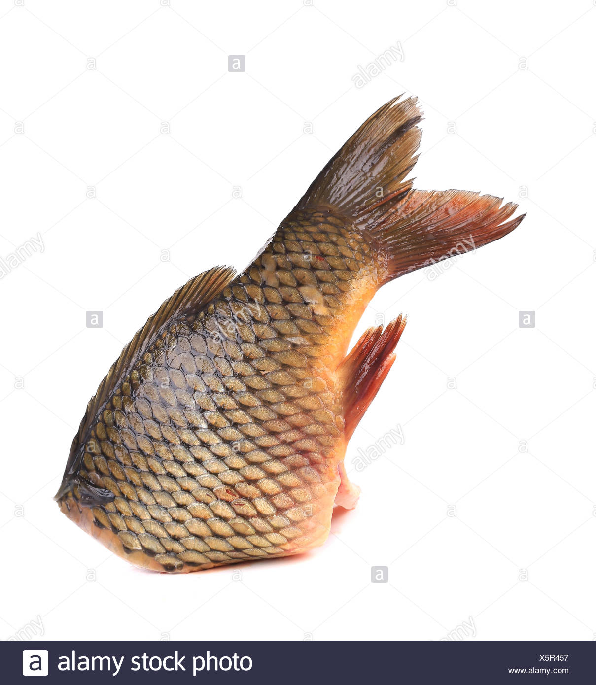 Golden Carp Animal High Resolution Stock Photography and Images - Alamy