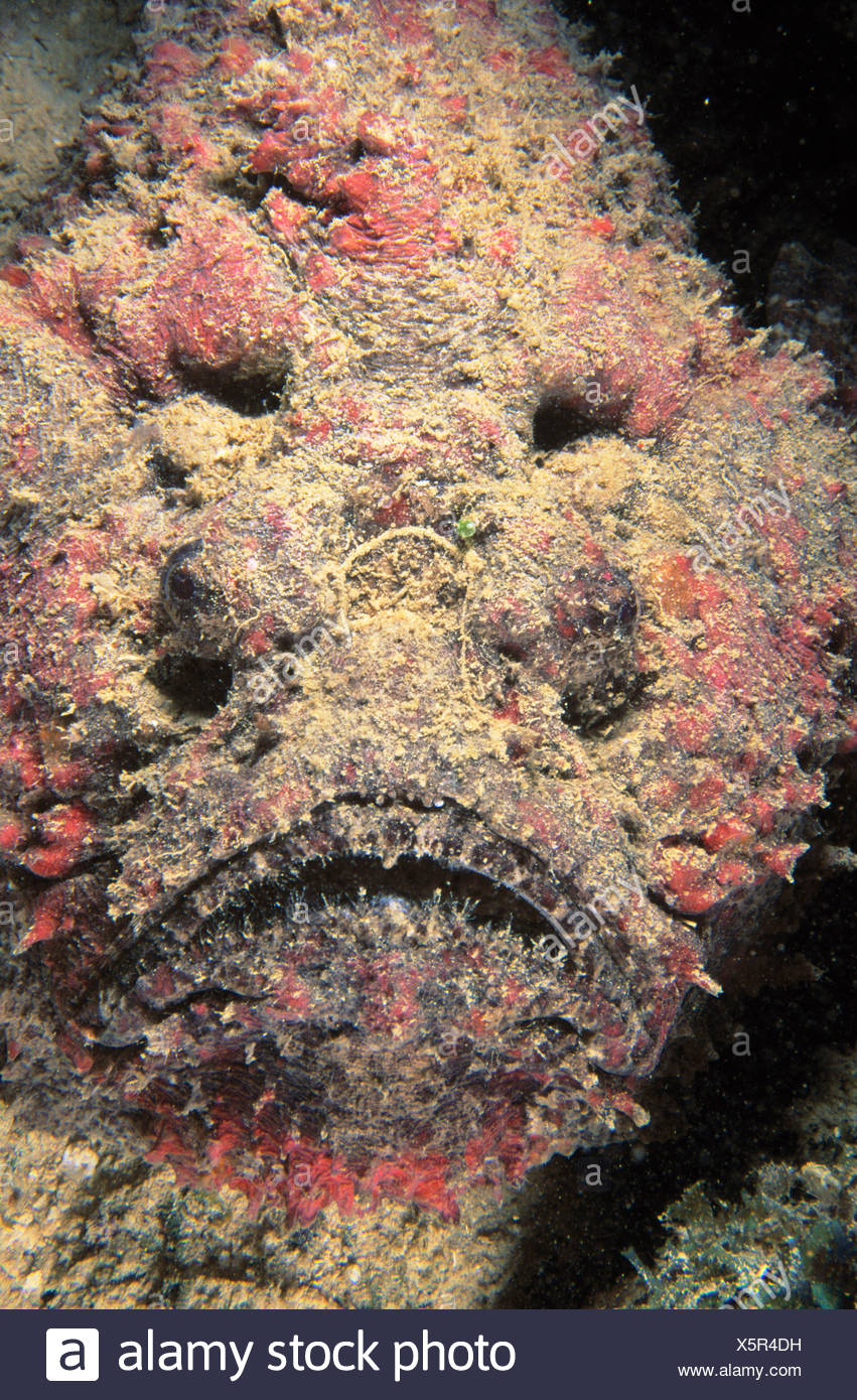 Synanceia Horrida High Resolution Stock Photography and Images - Alamy