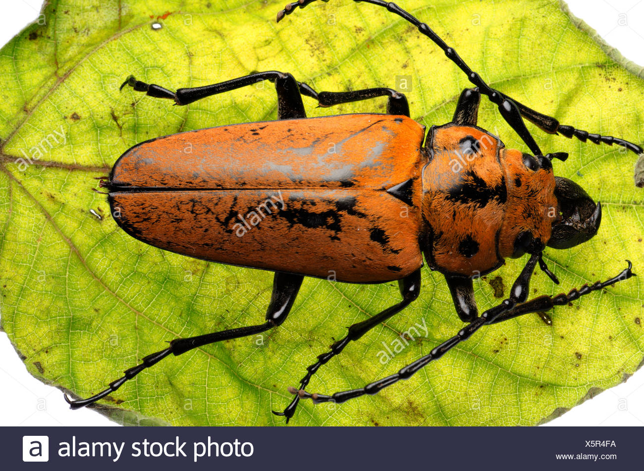 Rare Insect Stock Photos & Rare Insect Stock Images - Alamy