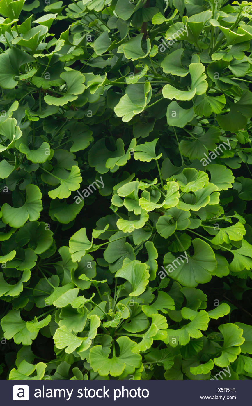 Ginkgo Tree Stock Photos & Ginkgo Tree Stock Images - Alamy
