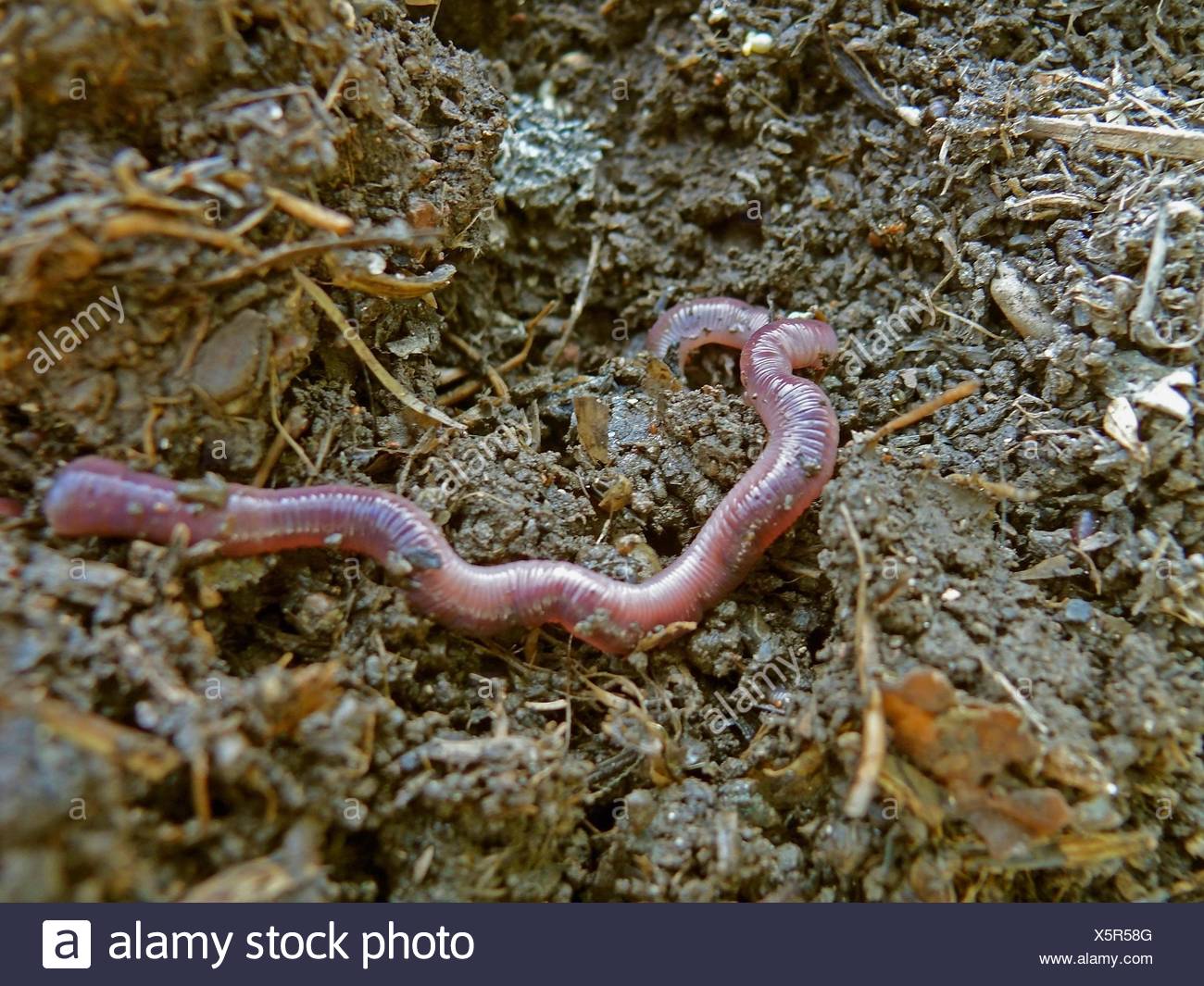 Earthworms In Soil High Resolution Stock Photography and Images - Alamy