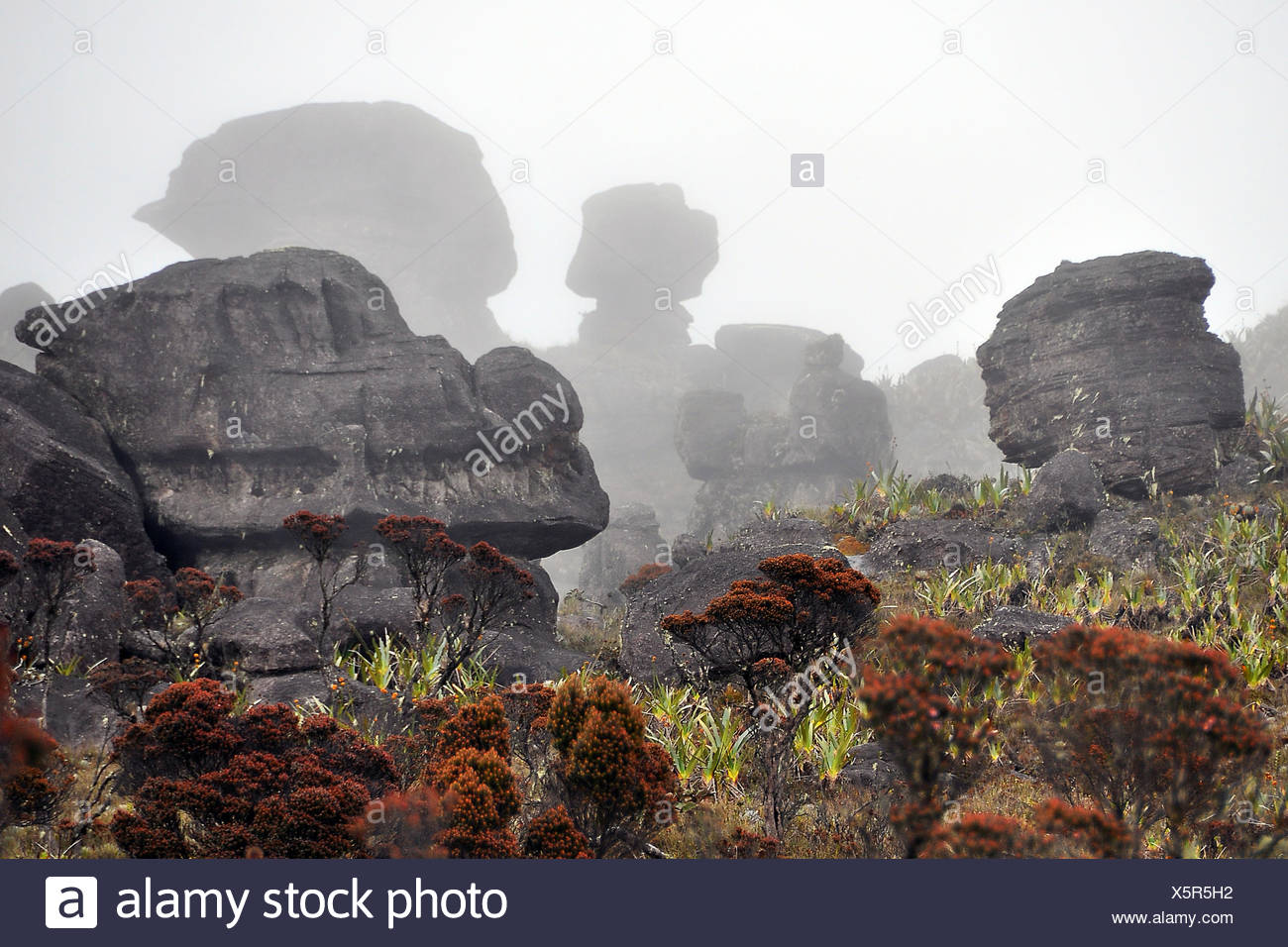Roraima Border High Resolution Stock Photography and Images - Alamy