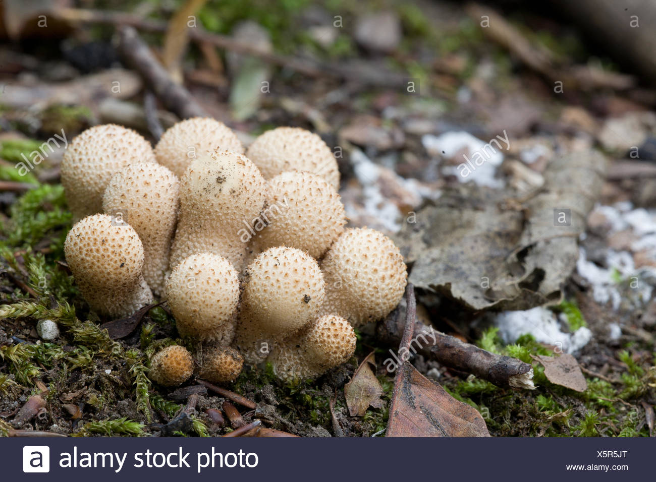 Lycoperdon High Resolution Stock Photography and Images - Alamy