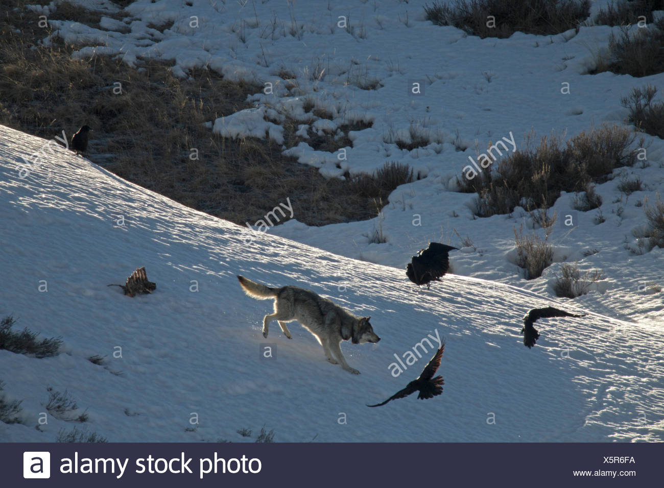 Wolf Collar High Resolution Stock Photography and Images - Alamy