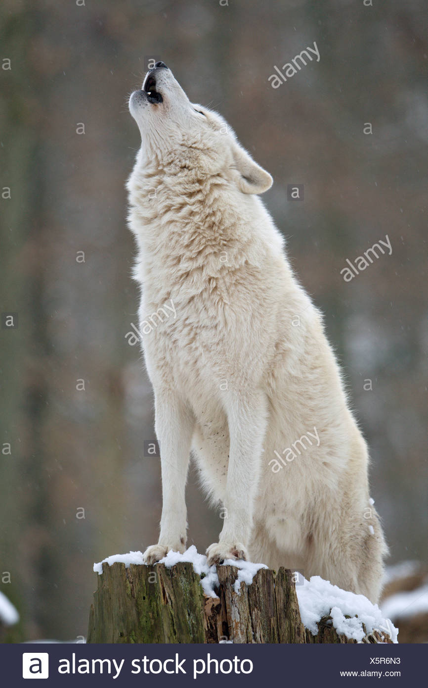 Howling Wolf High Resolution Stock Photography and Images - Alamy