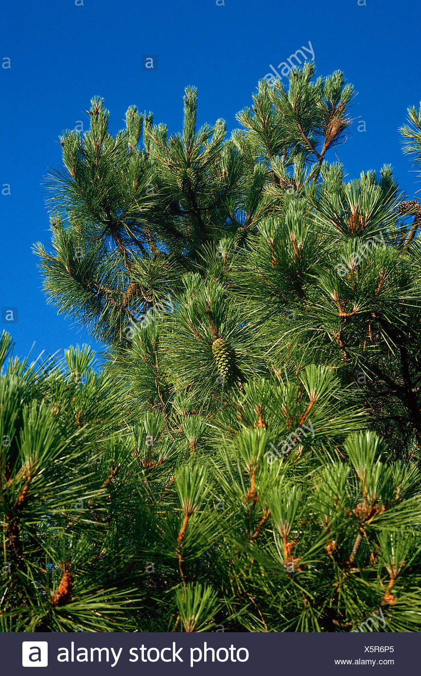 Pinus Maritima High Resolution Stock Photography and Images - Alamy