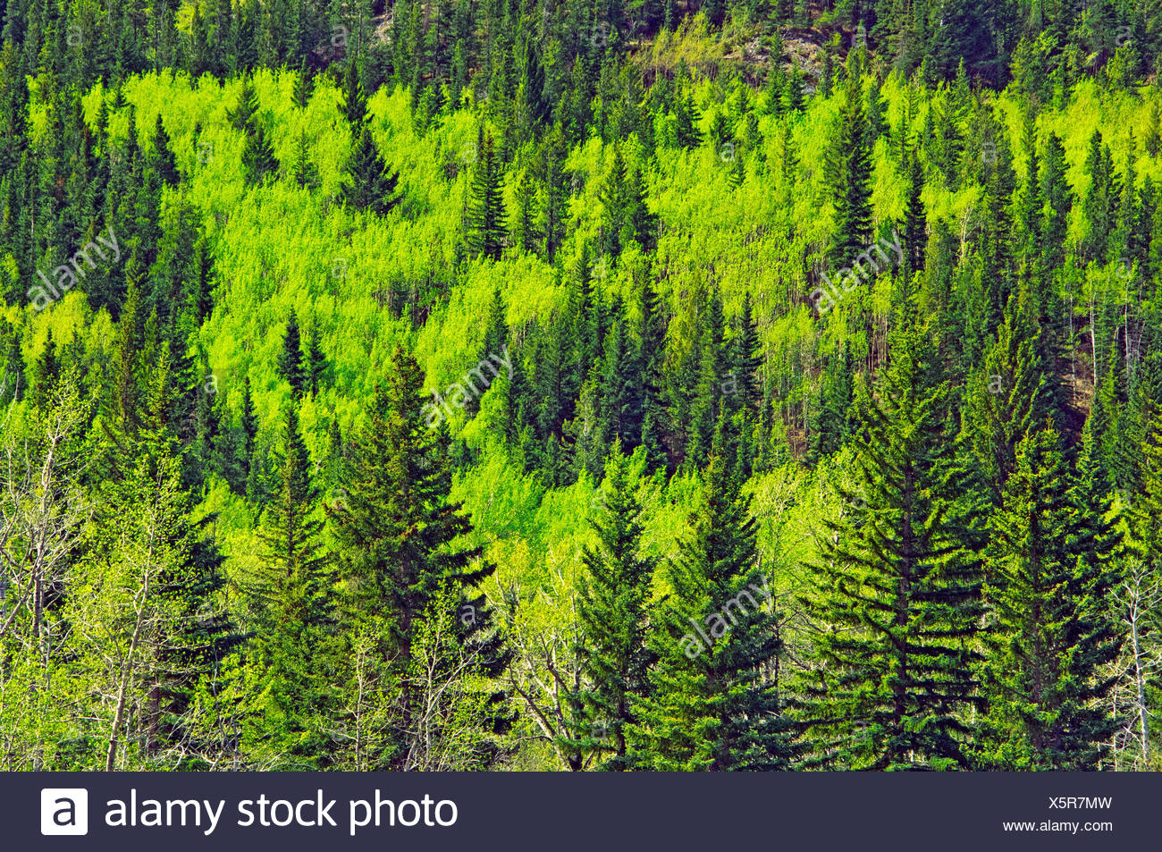 Mixedwood Forest High Resolution Stock Photography and Images - Alamy