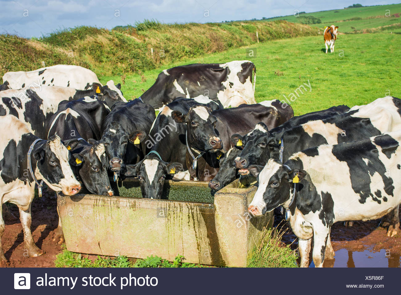 Animal Drinking Trough Stock Photos & Animal Drinking Trough Stock ...
